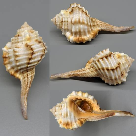 shellauction.net :: Ranularia exilis - 3719980