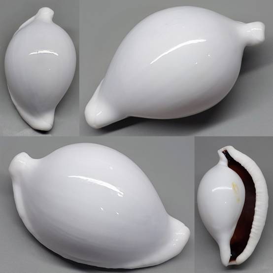 shellauction.net :: Ovula ovum - 3720006