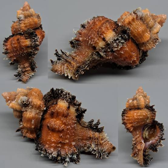 shellauction.net :: Chicoreus sp. - 3720019