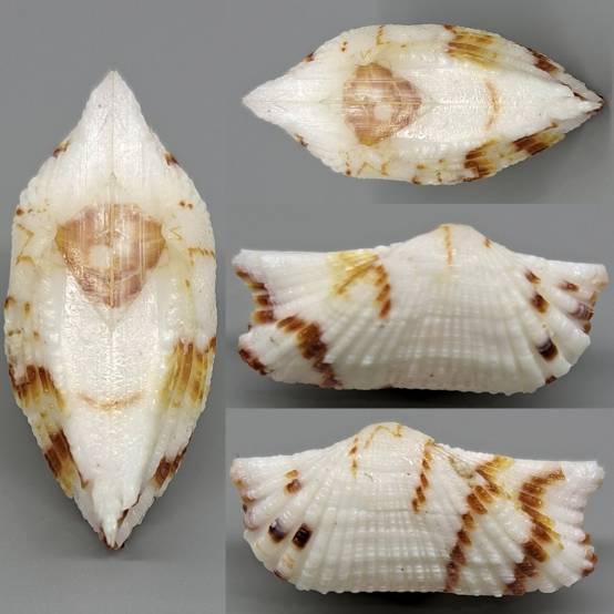 shellauction.net :: Arca navicularis - 3720058