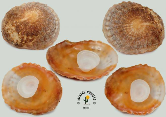 shellauction.net :: Crucibulum cyclopium - 3720072