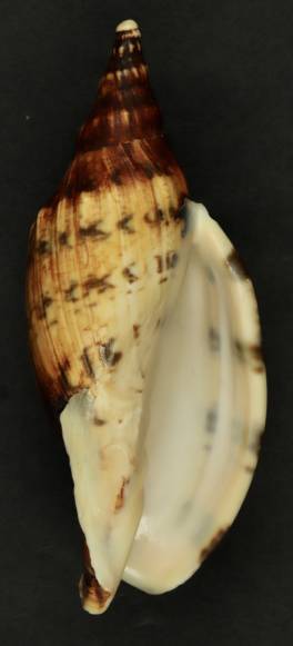 shellauction.net :: Alcithoe arabica swainsoni - 3720163