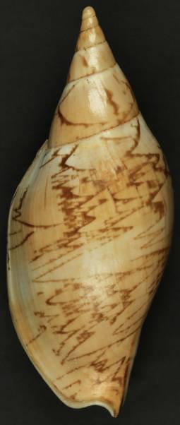 shellauction.net :: Ericusa sowerbyi sowerbyi - 3720253