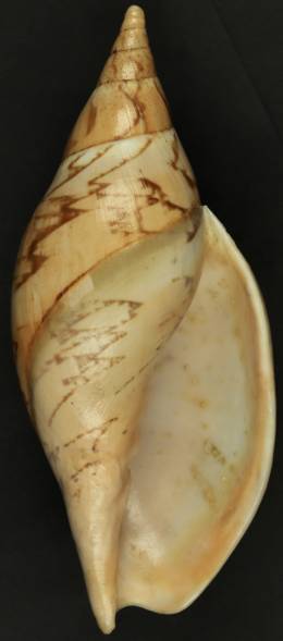 shellauction.net :: Ericusa sowerbyi sowerbyi - 3720253