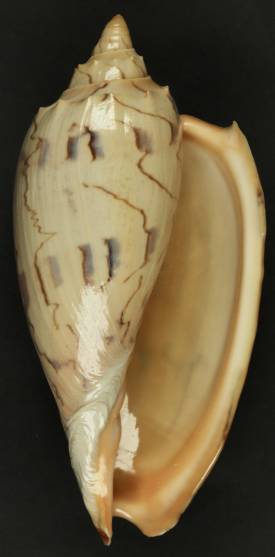 shellauction.net :: Amoria (Cymbiolista) hunteri - 3720256