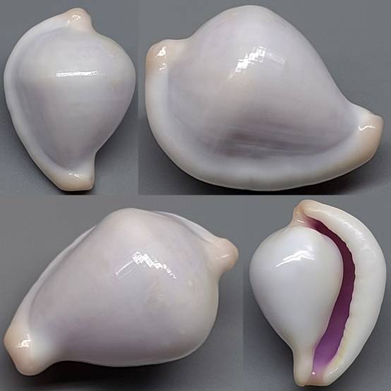 shellauction.net :: Ovula costellata - 3720344