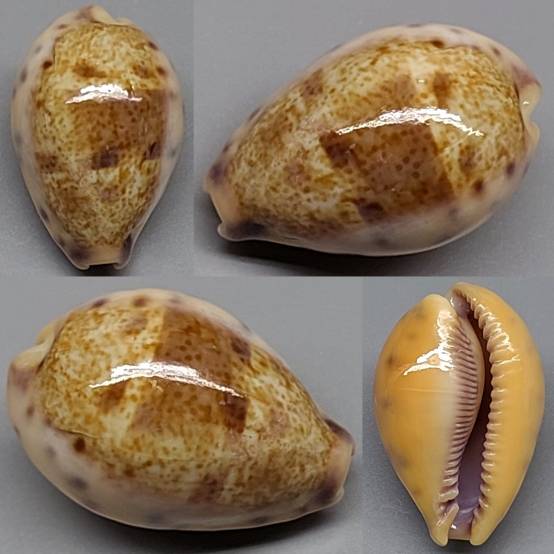 shellauction.net :: Contradusta walkeri - 3720396