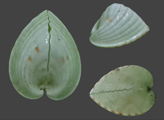 shellauction.net :: Cardium sp. - 3720542