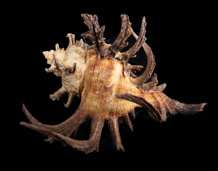 shellauction.net :: Chicoreus cornucervi - 3720574