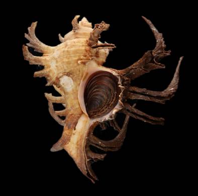 shellauction.net :: Chicoreus cornucervi - 3720574