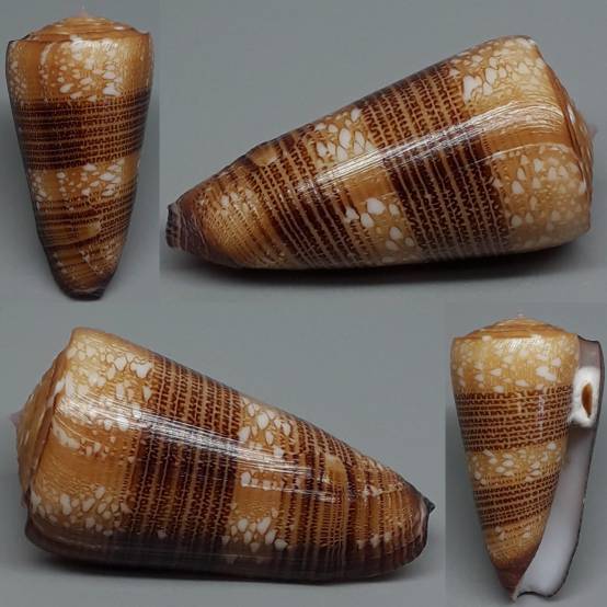 shellauction.net :: Conus nobilis victor - 3720581