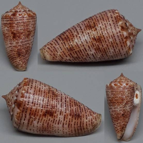 shellauction.net :: Conus proximus - 3720611