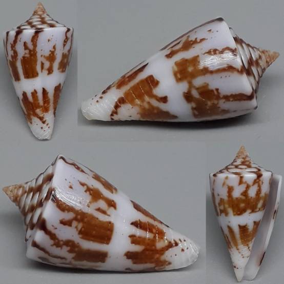 shellauction.net :: Conus eximius - 3720621