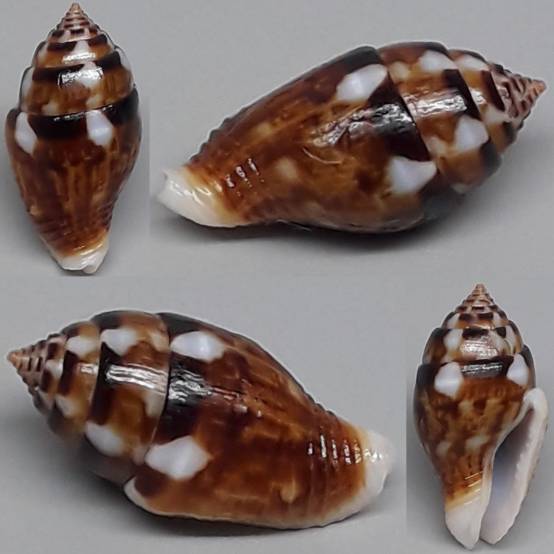 shellauction.net :: Pyrene flava - 3720660