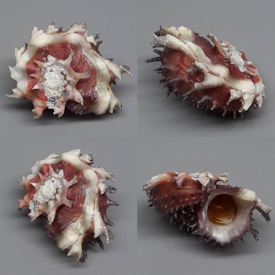 shellauction.net :: Angaria formosa - 3720726