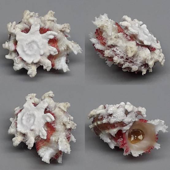 shellauction.net :: Angaria formosa - 3720728