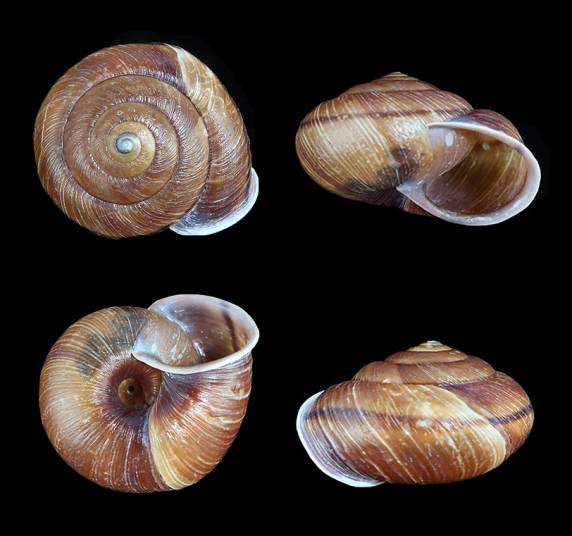 shellauction.net :: Euhadra idzumonis - 3720818