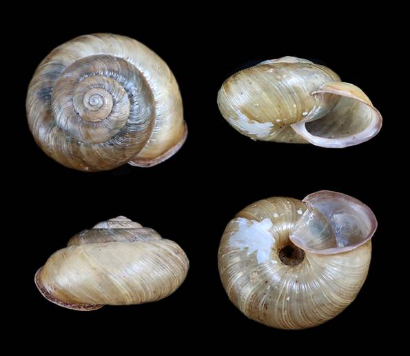 shellauction.net :: Euhadra latispira yagurai - 3720826