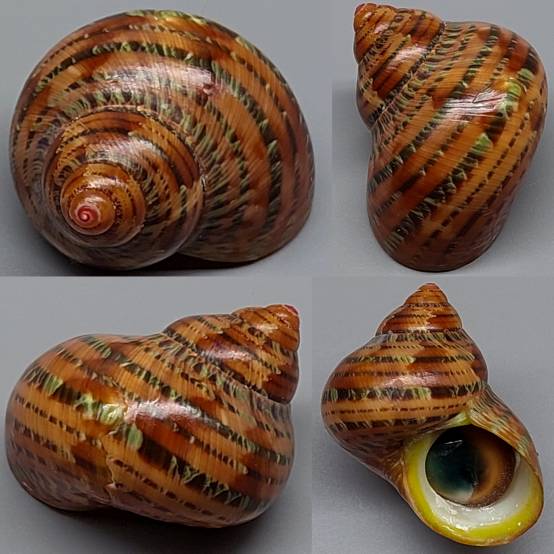 shellauction.net :: Turbo petholatus - 3720871