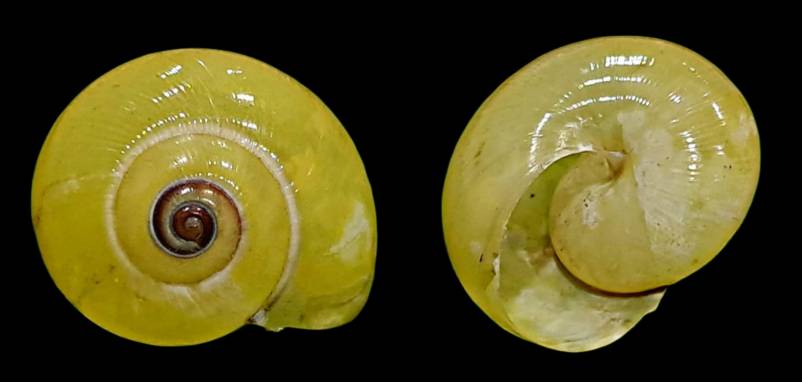 shellauction.net :: Xesta sp. - 3720878