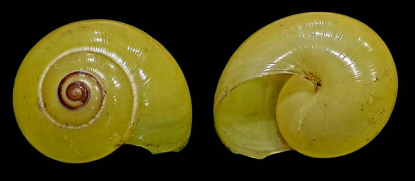 shellauction.net :: Xesta sp. - 3720880