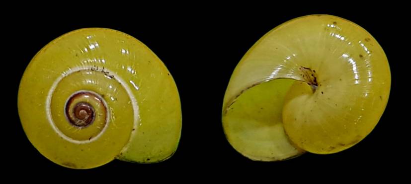 shellauction.net :: Xesta sp. - 3720883