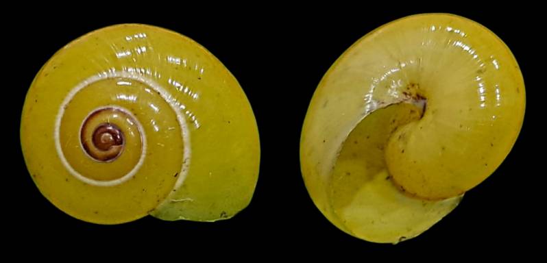 shellauction.net :: Xesta sp. - 3720889