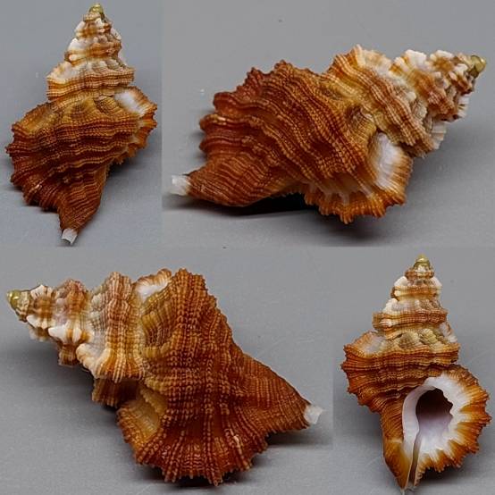 shellauction.net :: Turritriton labiosus - 3721006