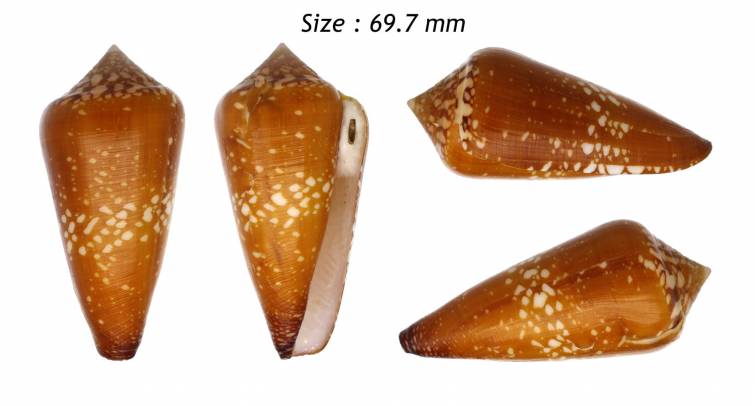 shellauction.net :: Conus crocatus - 3721061