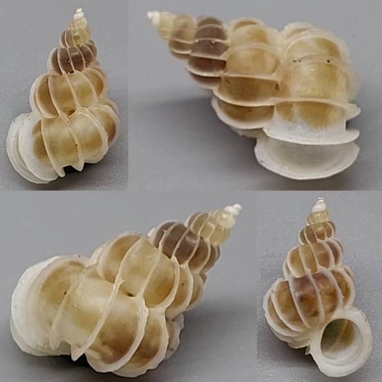 shellauction.net :: Epitonium sp. - 3721076