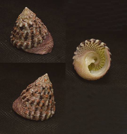 shellauction.net :: Trochus nigropunctatus - 3721083