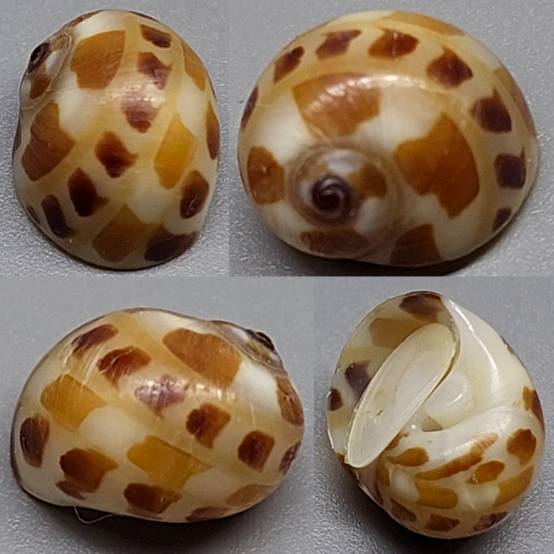 shellauction.net :: Natica sp. - 3721096