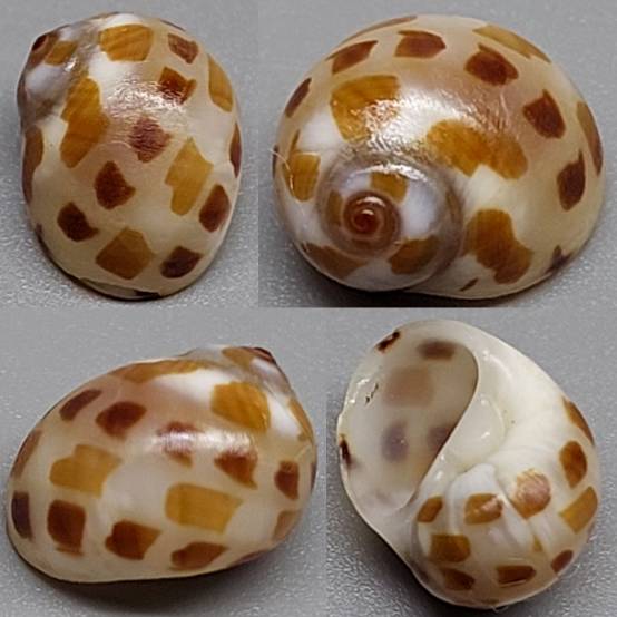 shellauction.net :: Natica sp. - 3721098