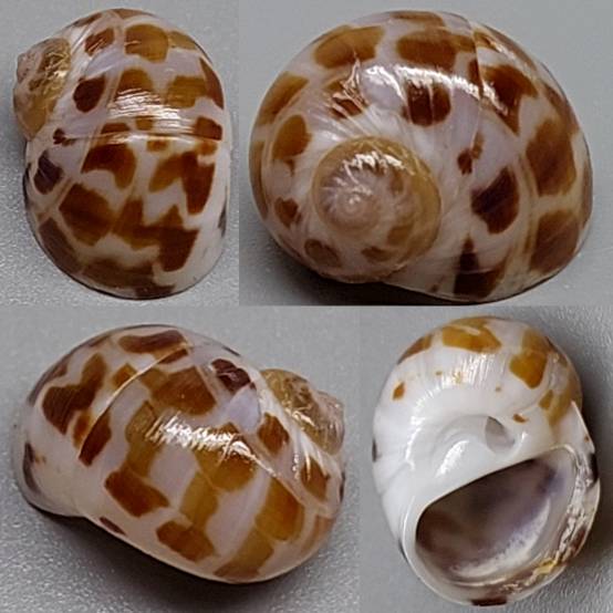 shellauction.net :: Natica sp. - 3721101