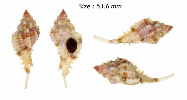 shellauction.net :: Siratus consuelae - 3721192