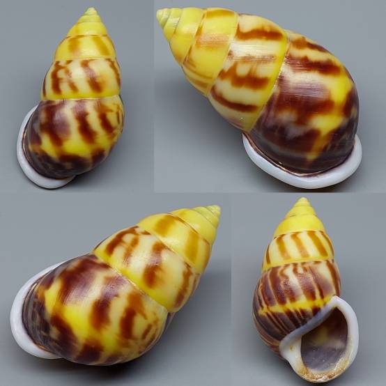 shellauction.net :: Amphidromus perversus f. sultanus - 3721210