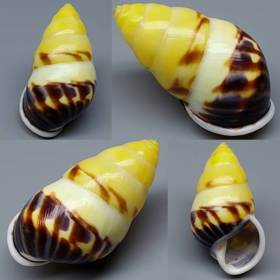 shellauction.net :: Amphidromus perversus f. sultanus - 3721211