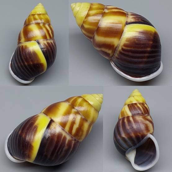 shellauction.net :: Amphidromus perversus f. sultanus - 3721212