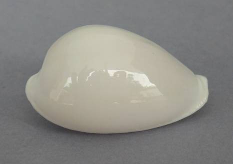 shellauction.net :: Naria eburnea - 3721246