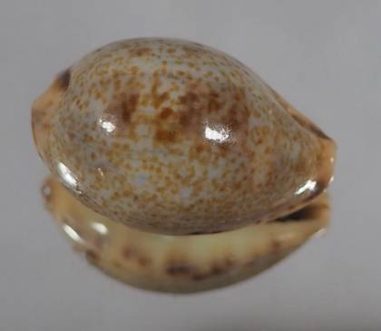 shellauction.net :: Erronea vredenburgi - 3721247