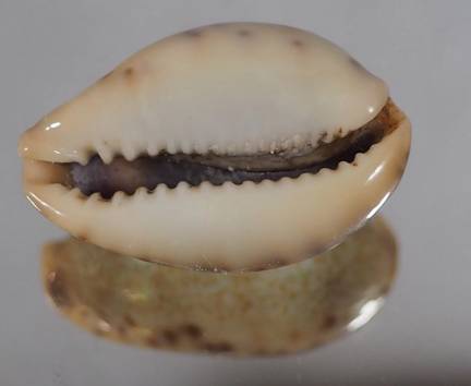 shellauction.net :: Erronea vredenburgi - 3721247