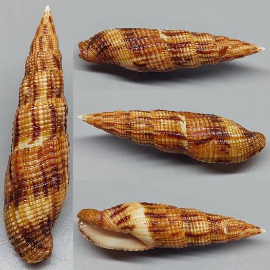 shellauction.net :: Nebularia incompta - 3721281