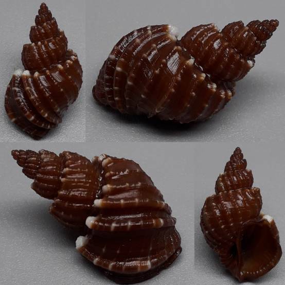 shellauction.net :: Scalptia textilis - 3721528