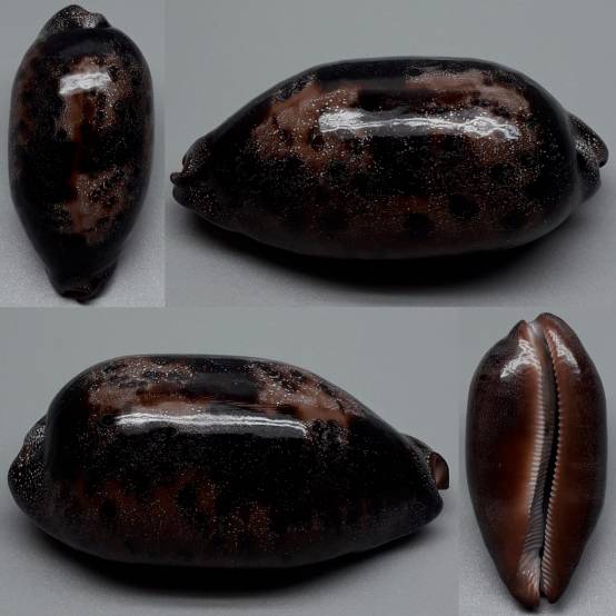 shellauction.net :: Chelycypraea testudinaria - 3721534