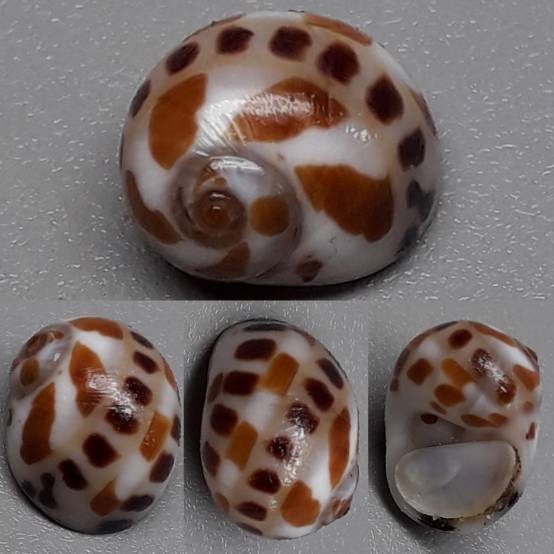 shellauction.net :: Natica sp. - 3721593