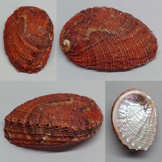 shellauction.net :: Haliotis planata - 3721702