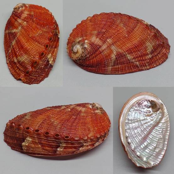 shellauction.net :: Haliotis planata - 3721703