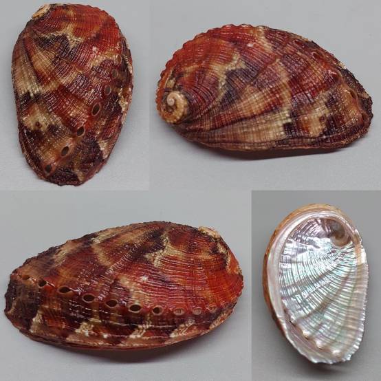 shellauction.net :: Haliotis planata - 3721705