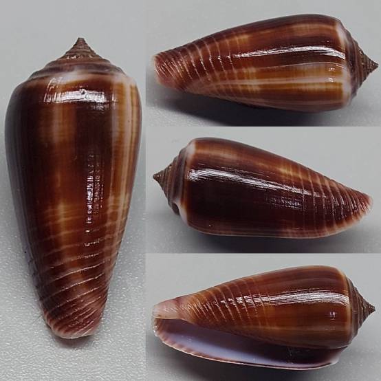 shellauction.net :: Conus radiatus - 3721752