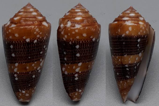 shellauction.net :: Conus nobilis victor - 3721821